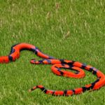 Coral Snake Vs King Snake | Jacks Of Science