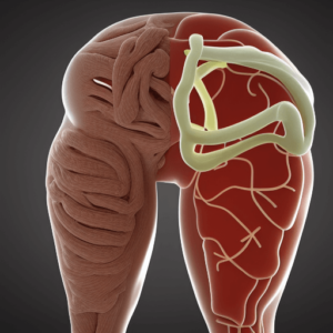 How Are Fats Digested In Our Body? | Jacks Of Science