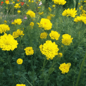 Yellow Flowers Names And Pictures | Jacks Of Science