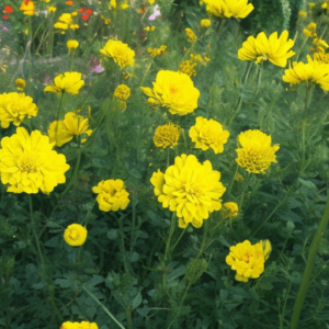 Yellow Flowers Names And Pictures | Jacks Of Science